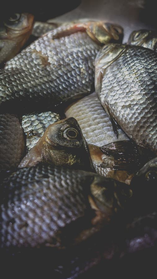 A Pile of Dead Crucian Carp in the Sink. Cooking Fish Stock Image ...