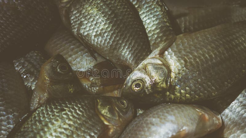 A Pile of Dead Crucian Carp in the Sink. Cooking Fish Stock Image ...