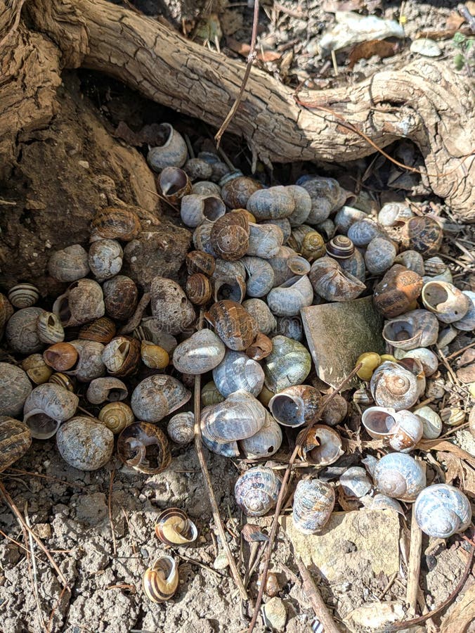 A Pile of Dead Empty Garden Snail Shells Under a Tree Possibly Eaten ...