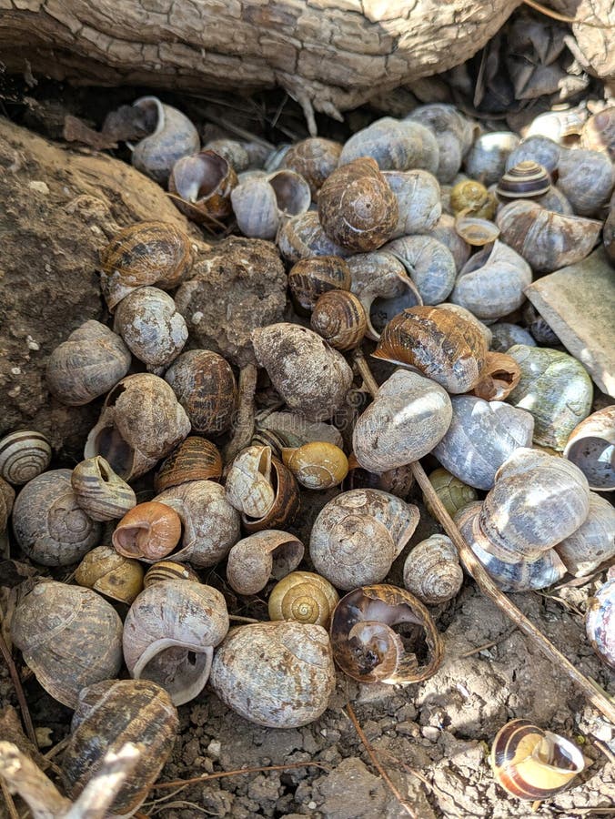 A Pile of Dead Empty Garden Snail Shells Under a Tree Possibly Eaten ...