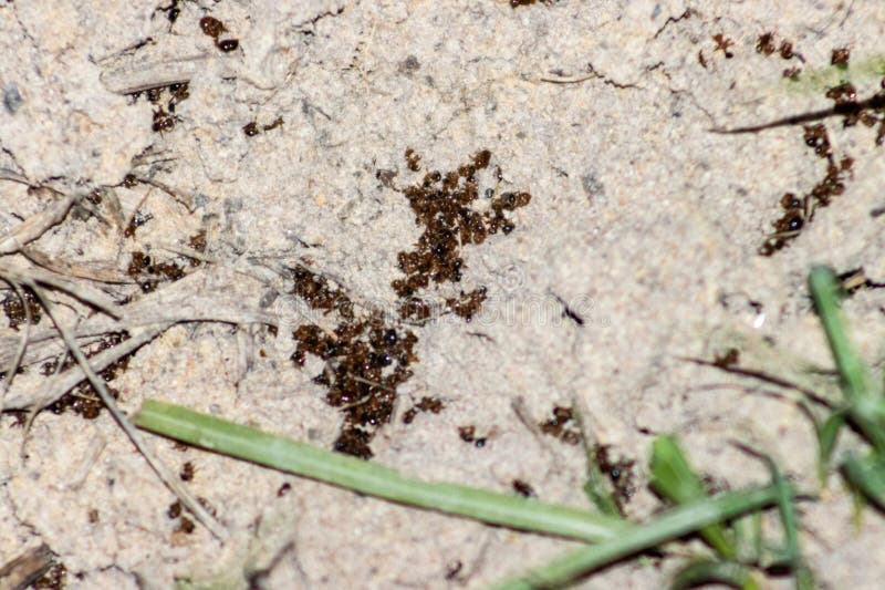 Pile of dead fire ants stock image. Image of plant, poison - 290762399