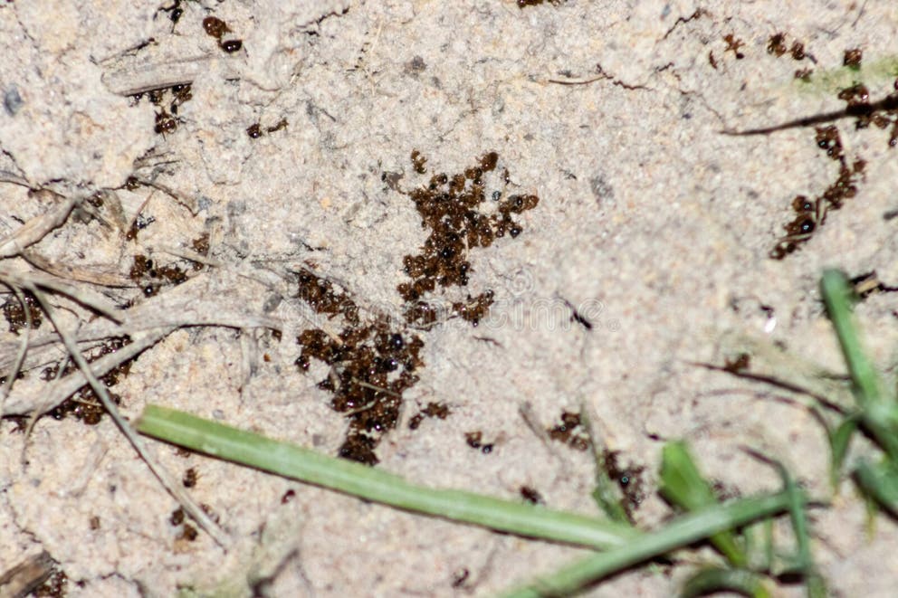 Pile of dead fire ants stock image. Image of plant, poison - 290762399