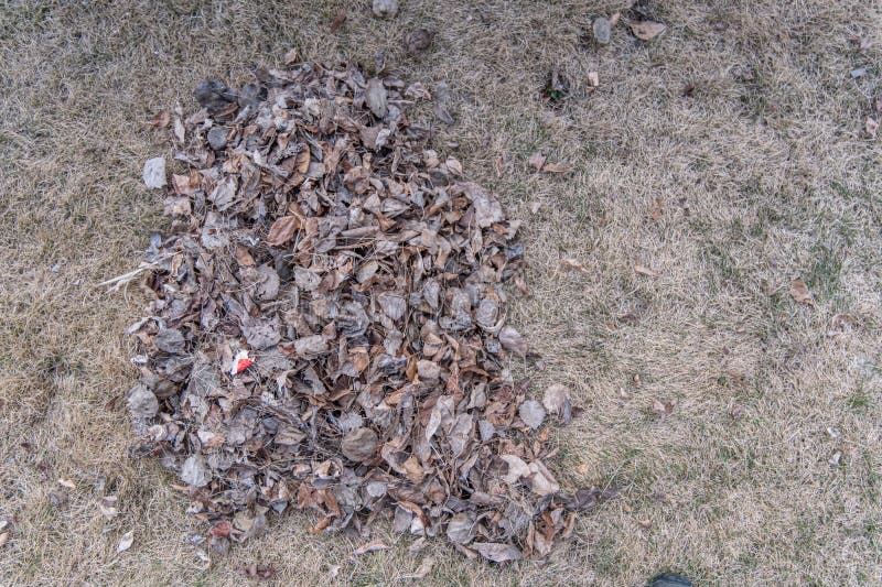 Pile of Dead Leaves on a Lawn Cleared after Winter Stock Image - Image ...