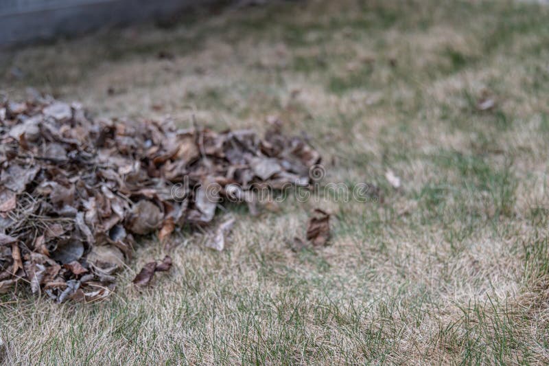 Pile of Dead Leaves on a Lawn Cleared after Winter Stock Photo - Image ...