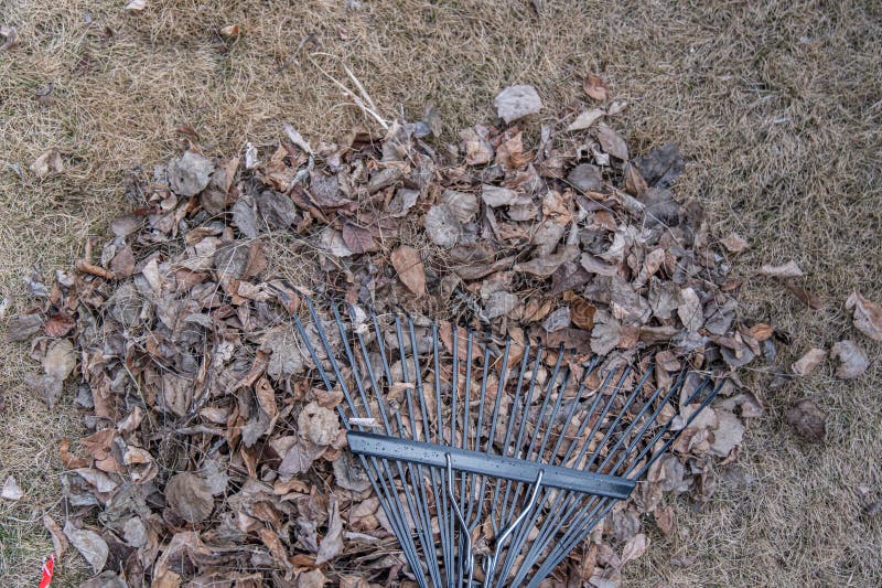Pile of Dead Leaves on a Lawn Cleared after Winter Stock Image - Image ...