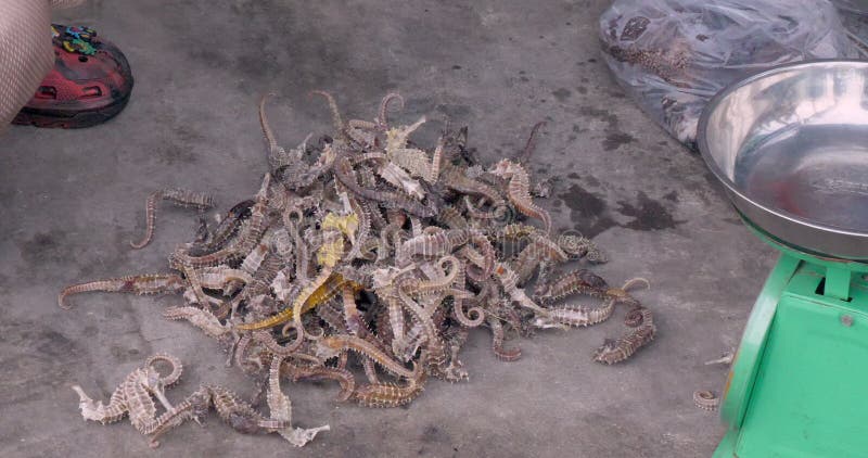 Pile of Dead Seahorses on the Ground Stock Footage - Video of fishing ...