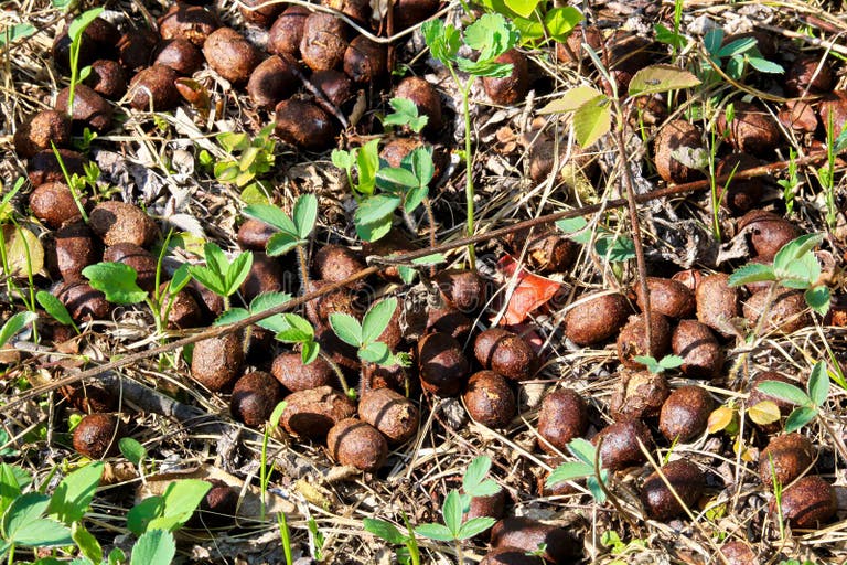 A Pile of Deer Fecus on the Ground Stock Image - Image of fecus, shite ...