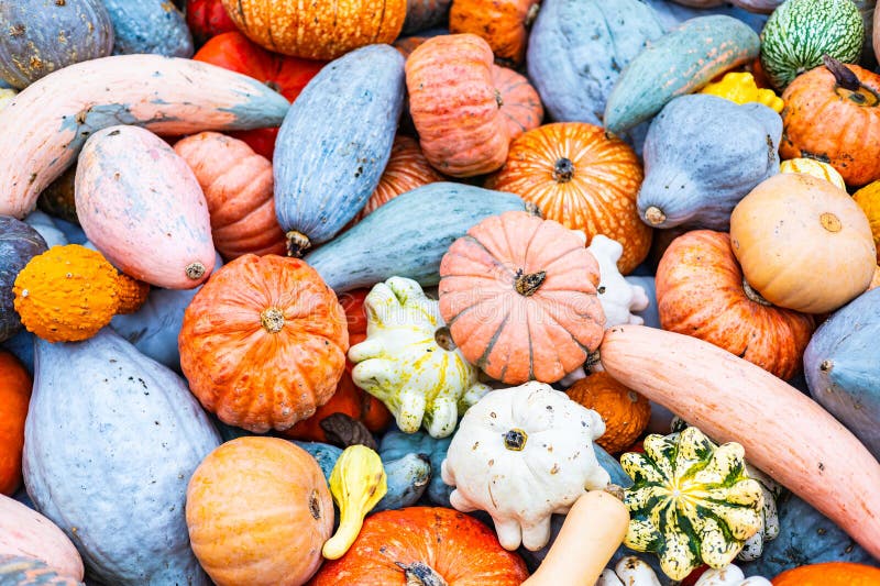 A Pile of Different Colored Pumpkins Stock Image - Image of holiday ...
