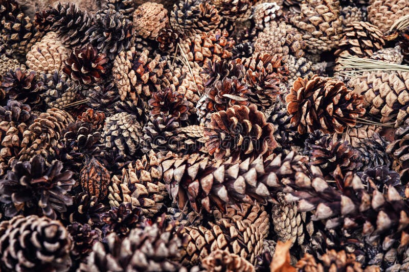 Pile of Different Coniferous Trees Cones, Used As Decoration - Abstract ...