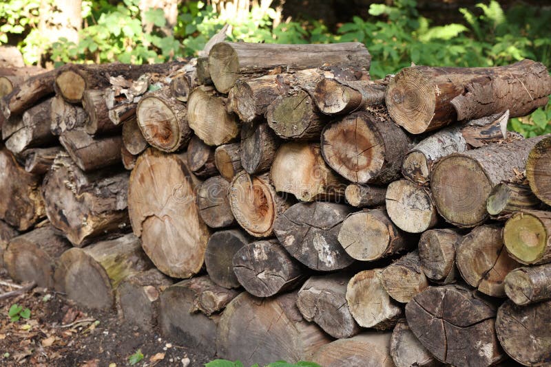 Pile of Different Cut Wood Logs Outdoors Stock Image - Image of ...