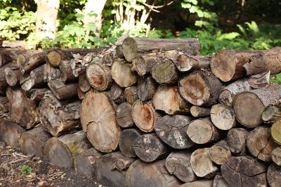 Pile of Different Cut Wood Logs Outdoors Stock Photo - Image of rugged ...