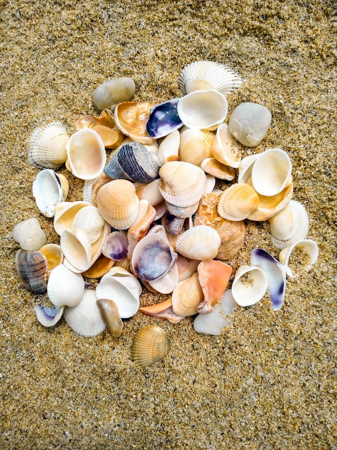 Pile of colorful seashells stock photo. Image of color - 17899450