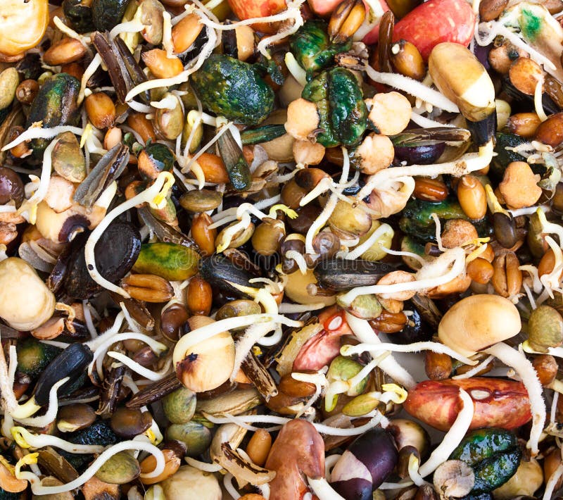 Pile of Different Seeds Growing Stock Photo - Image of beginning ...