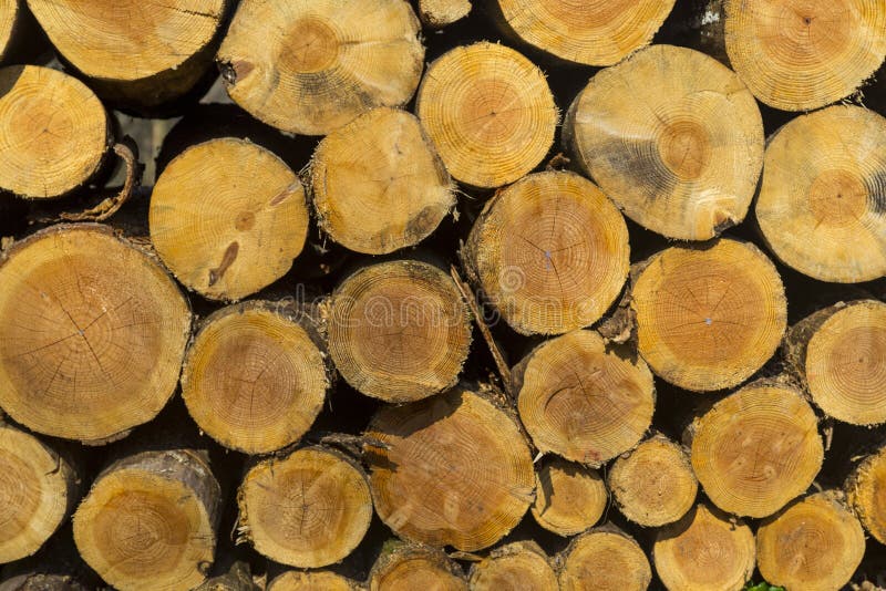 Wood Pyre Pine Logs Stock Photos - Free & Royalty-Free Stock Photos ...