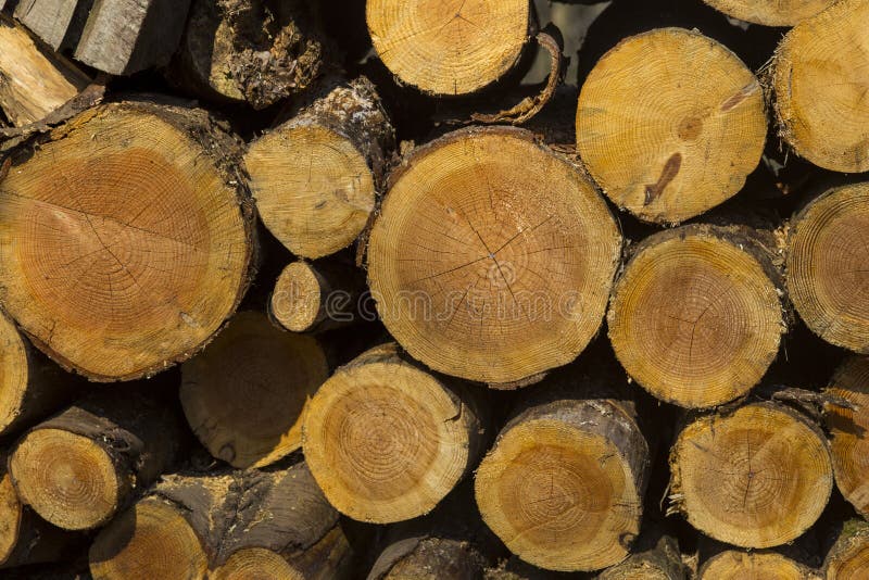 Wood Pyre Pine Logs Stock Photos - Free & Royalty-Free Stock Photos ...