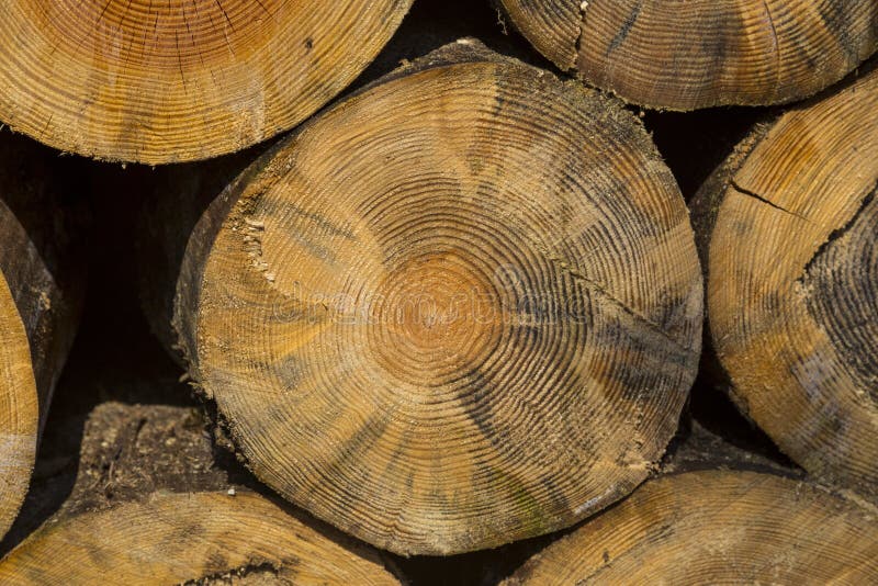 Wood Pyre Pine Logs Stock Photos - Free & Royalty-Free Stock Photos ...