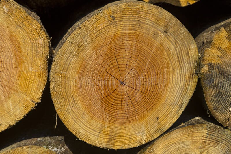 Wood Pyre Pine Logs Stock Photos - Free & Royalty-Free Stock Photos ...