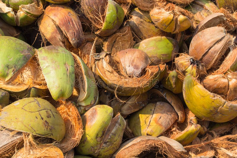 Pile of Discarded Coconut Husk Stock Photo - Image of fruit, tropical ...