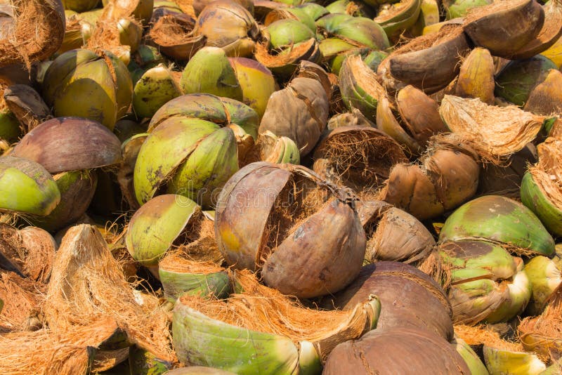 Pile of Discarded Coconut Husk Stock Photo - Image of rubbish, palm ...