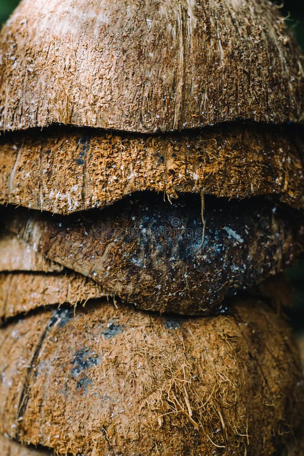 Pile of Discarded Coconut Husks Stock Image - Image of nature, husks ...
