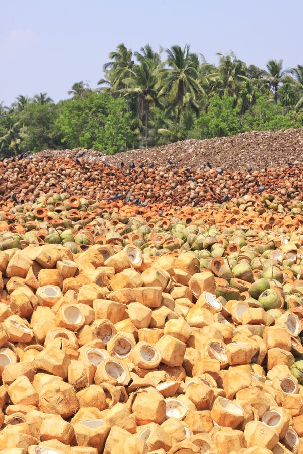Pile of Discarded Coconut Husks Stock Image - Image of coco, coconut ...