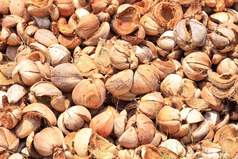 Pile of Discarded Coconut Husks Stock Photo - Image of discard, hollow ...
