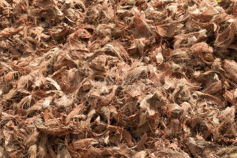 Pile of Discarded Coconut Husks in Thailand Stock Image - Image of ...