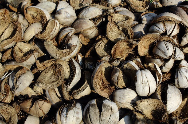 Pile of Discarded Coconut Shell Stock Photo - Image of garbage, smashed ...