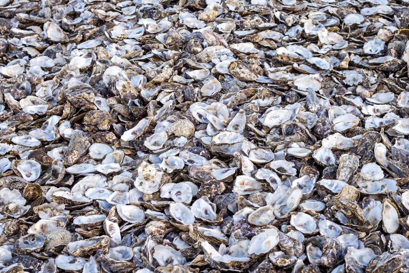 Pile of Discarded Oyster Shells Close Up Stock Photo - Image of broken ...