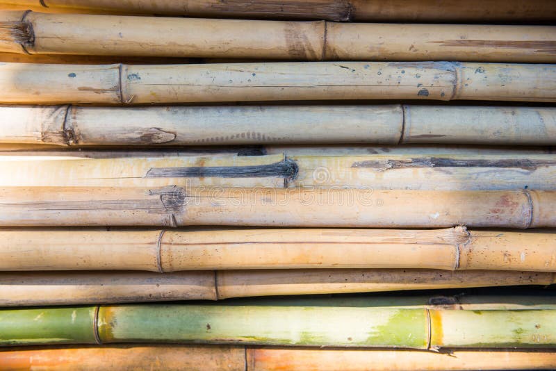 Pile of dried bamboo stick stock photo. Image of material - 111993878
