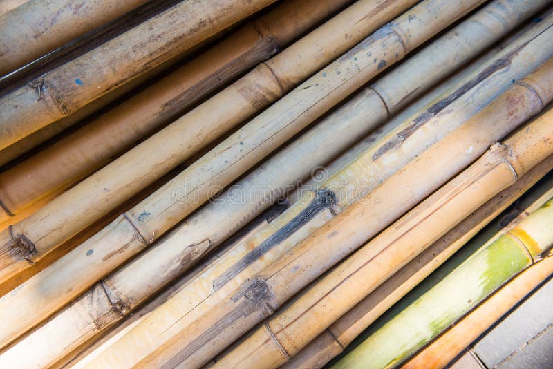 Pile of dried bamboo stick stock photo. Image of stick - 111993858