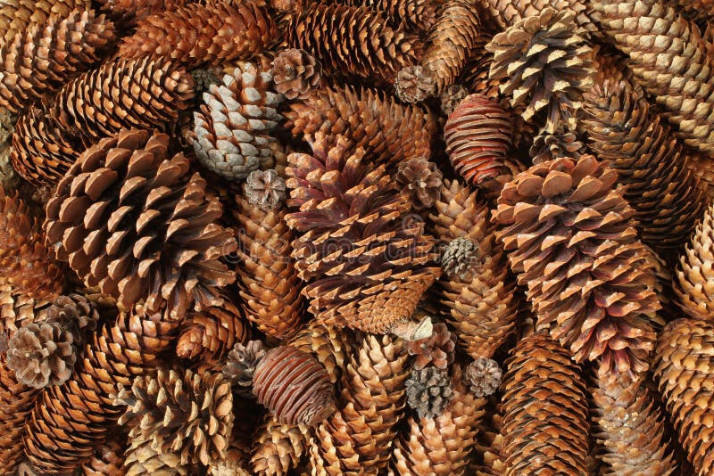 A Pile of Dried Brown Cones of Different Species of Conifers. View from ...