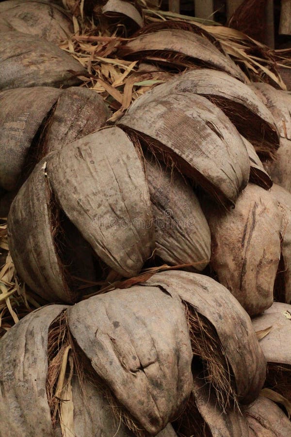 Pile of Dried Coconut Shells in Front of the House Stock Photo - Image ...