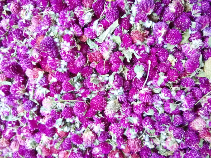 Pile of dried flowers stock image. Image of lavender - 18600331