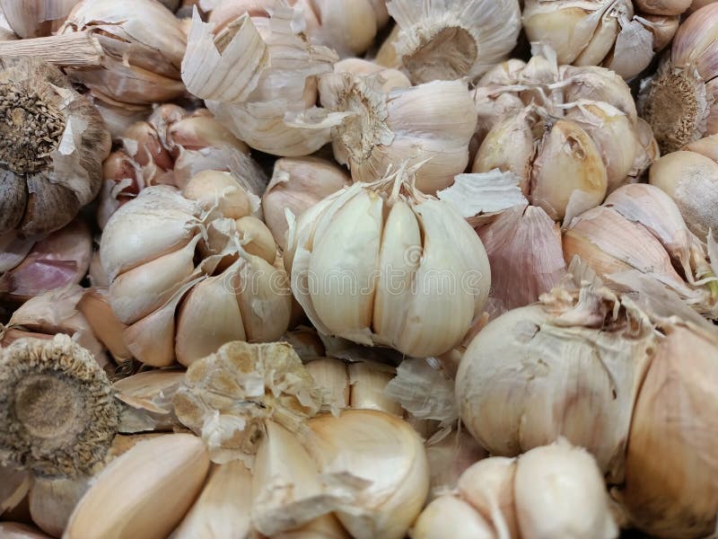 Garlic that Has Been Cleaned Stock Photo - Image of soil, prairie ...