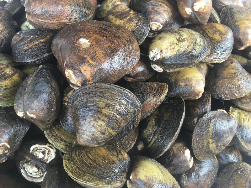 Pile of dried mussels stock image. Image of background - 264454689