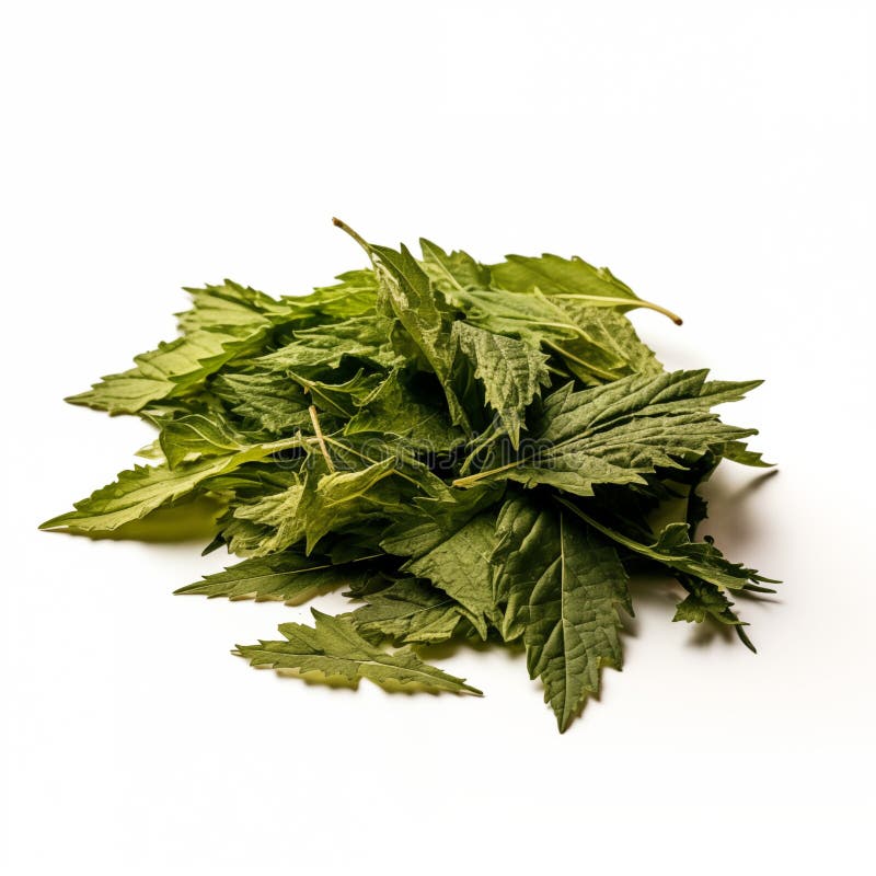 Pile of Dried Nettle Leaves on a White Background Stock Illustration ...