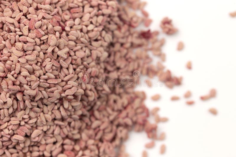 A Pile of Dried Red Raspberry Seeds Isolated on a White Background ...