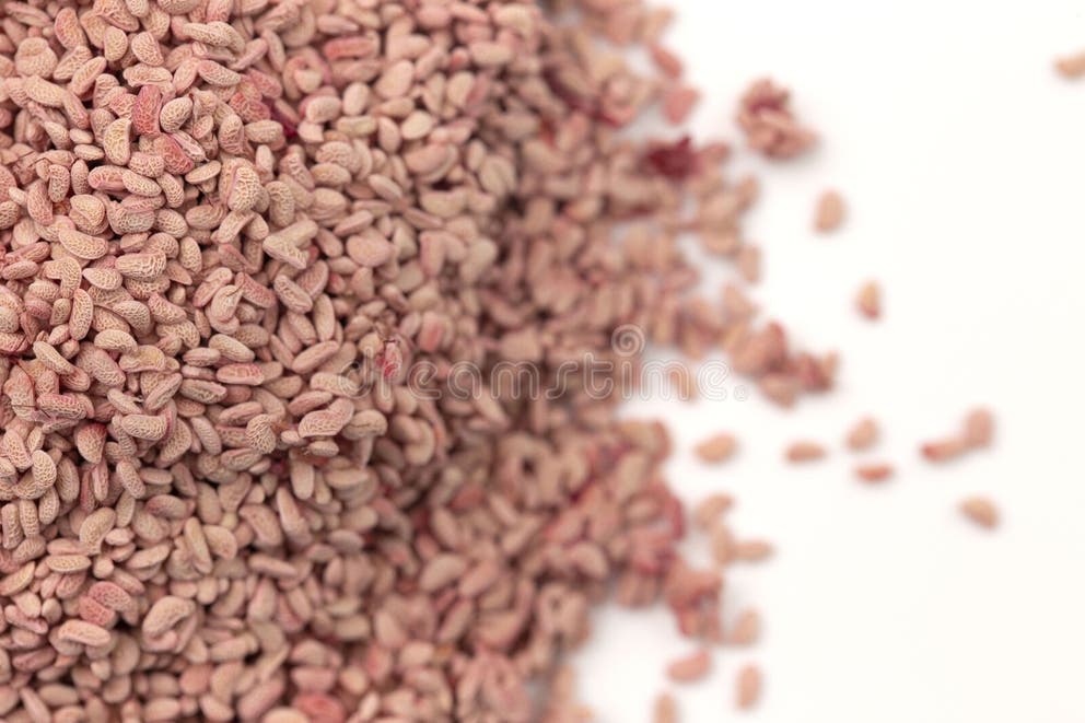 A Pile of Dried Red Raspberry Seeds Isolated on a White Background ...