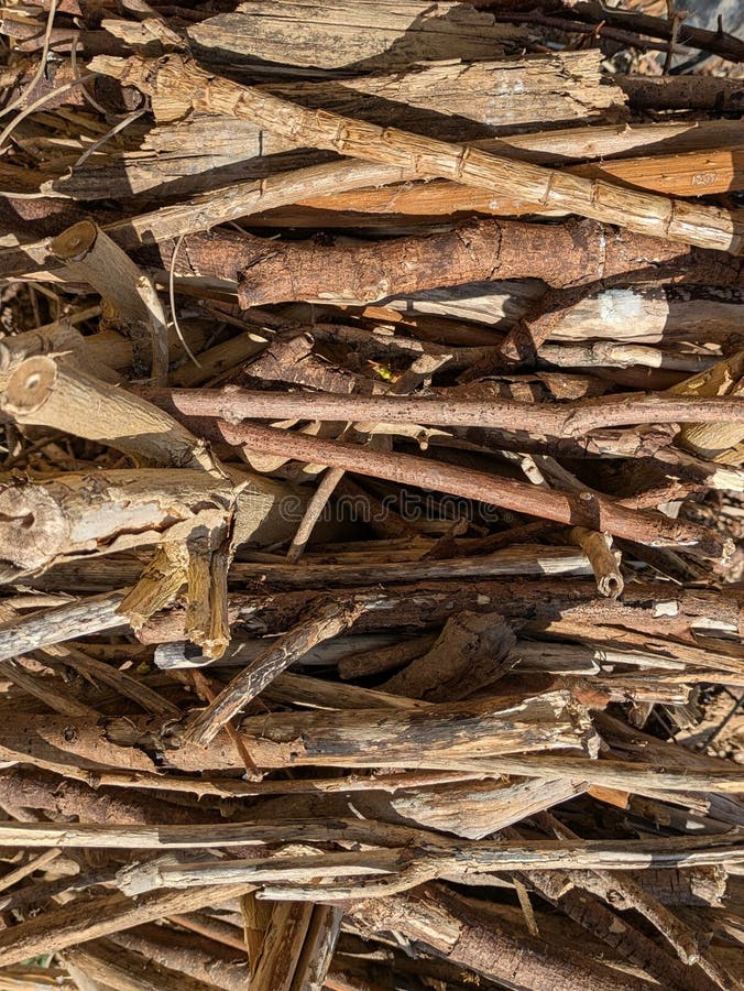 Pile of Dried Sticks and Small Branches in a Organised Line in the ...
