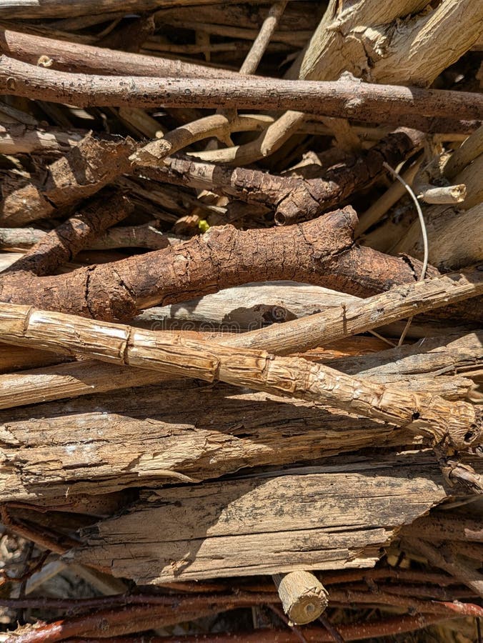 Dried Sticks of Licorice Roots and Essential Oil on Grey Wooden Table ...