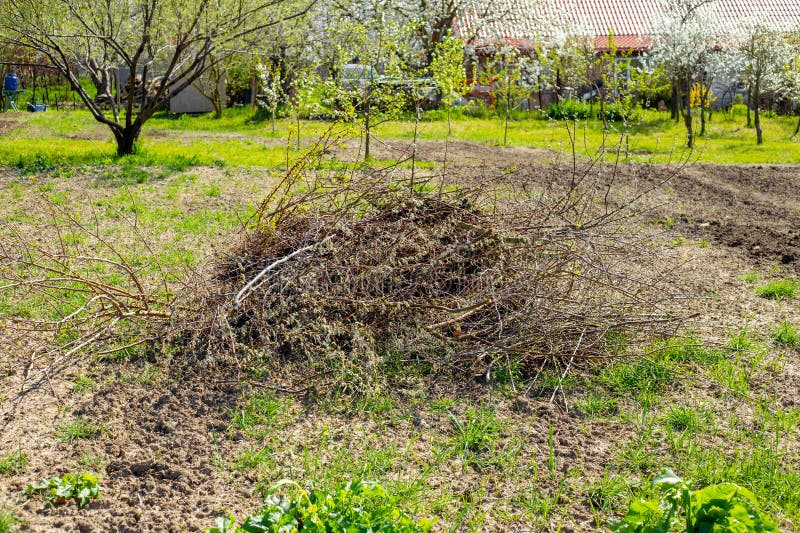 A Pile of Dry Branches after Pruning Trees in the Garden. Cleaning and ...