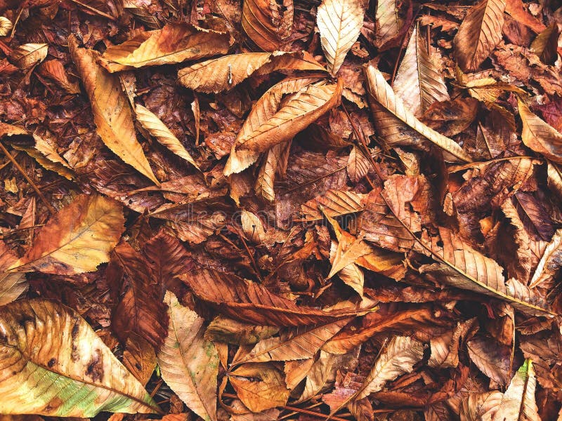 Pile of Dry Brown Fall Leaves Stock Image - Image of environment, fall ...