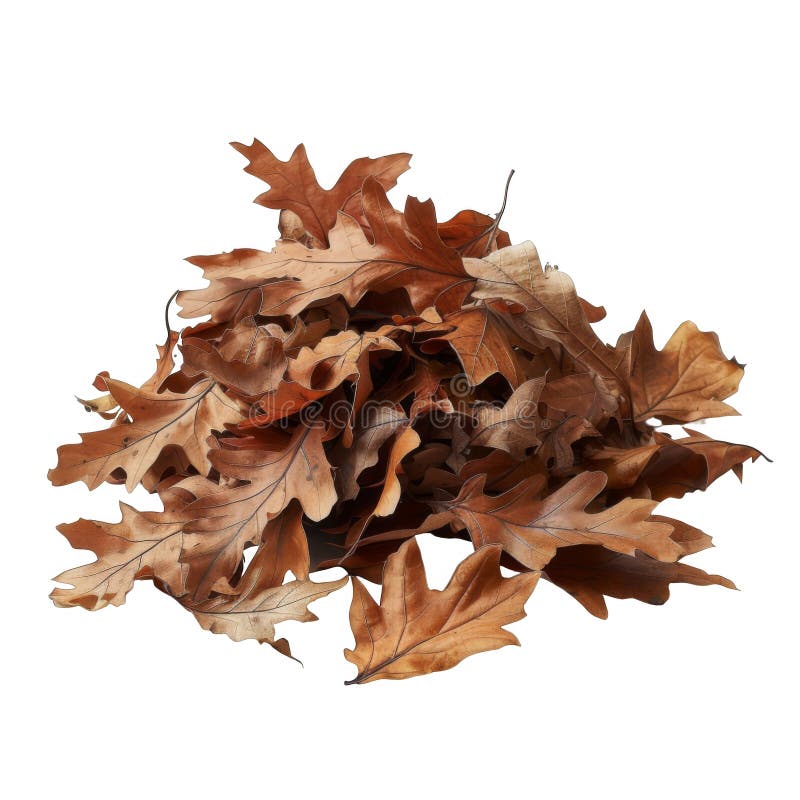 Pile of Dry Brown Oak Leaves on a Black Background Stock Photo ...