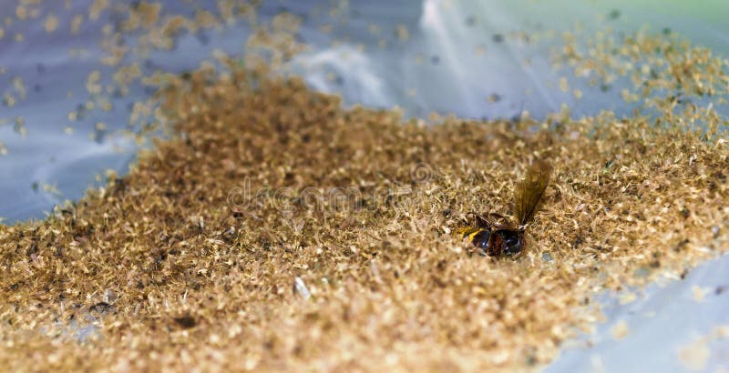 762 Pile Insects Stock Photos - Free & Royalty-Free Stock Photos from ...