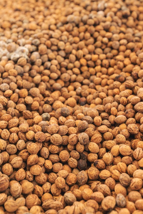 Pile of Dry Cherry Pit or Kernels Stock Photo - Image of heap, kernels ...