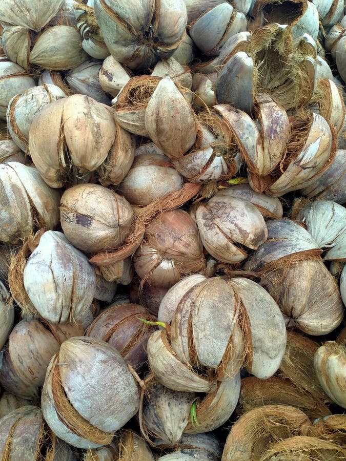 Pile of Dry Coconut Fiber Husks Stock Photo - Image of animal, fiber ...