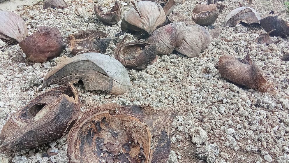 Pile of dry coconut shells stock photo. Image of shells - 379264734