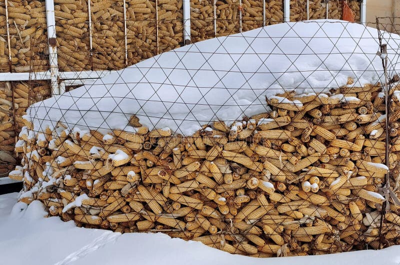 Pile of Dry Corn Covered in Snow on a Field Stock Image - Image of ...