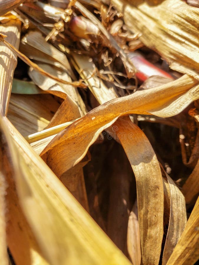 Pile of dry corn trees stock image. Image of autumn - 230483859